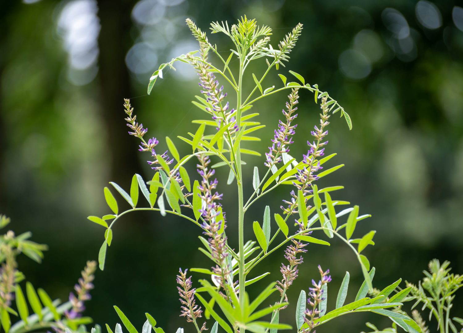 Liquorice – The Alembics Lab