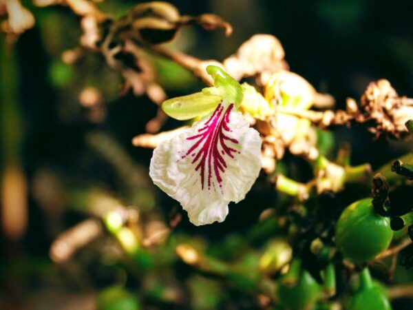 Cardamom – The Alembics Lab