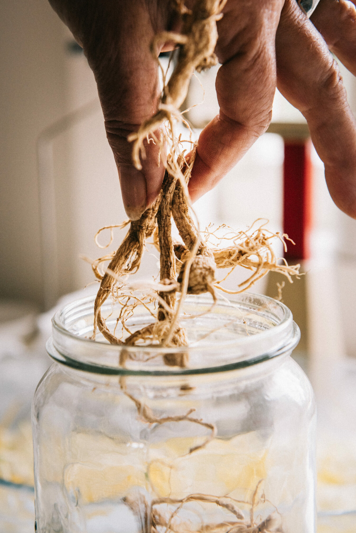 Community Herbalism – The Alembics Lab