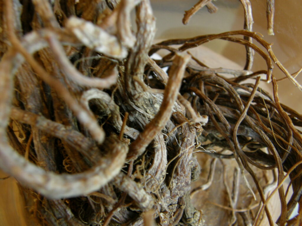 Angelica – The Alembics Lab